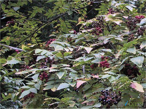 A Comprehensive Portal For Medicinal Herbs : Plant Info